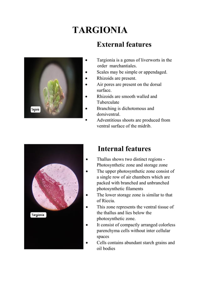 TARGIONIA.pdf msc botany plant structures | PDF