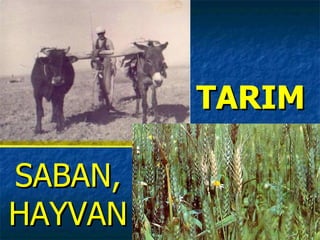 Tarih öNcesi Devirler | PPT