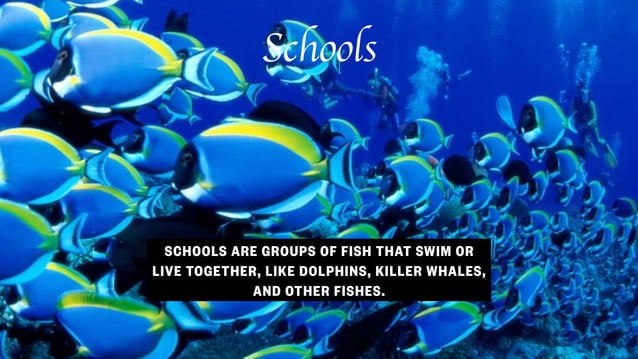 Wonders of the Sea | PDF