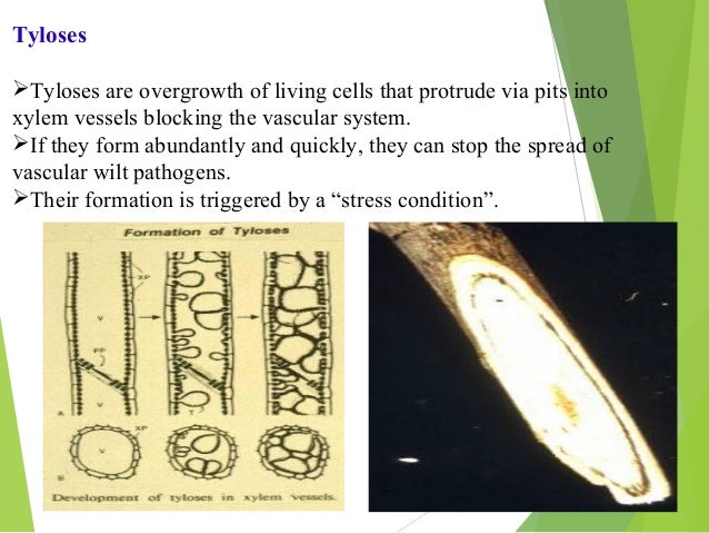 Defence mechanism in plants: Preformed substances and structures.