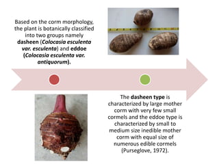 ADVANCES IN THE PRODUCTION TECHNOLOGY OF TARO OR COLACASIA | PPTX