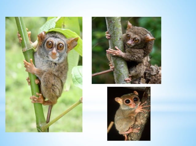 Tarsius | PPTX