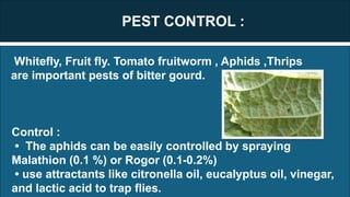 Horticulture Vegetable Crops Bitter Gourd PPtx. | PPT