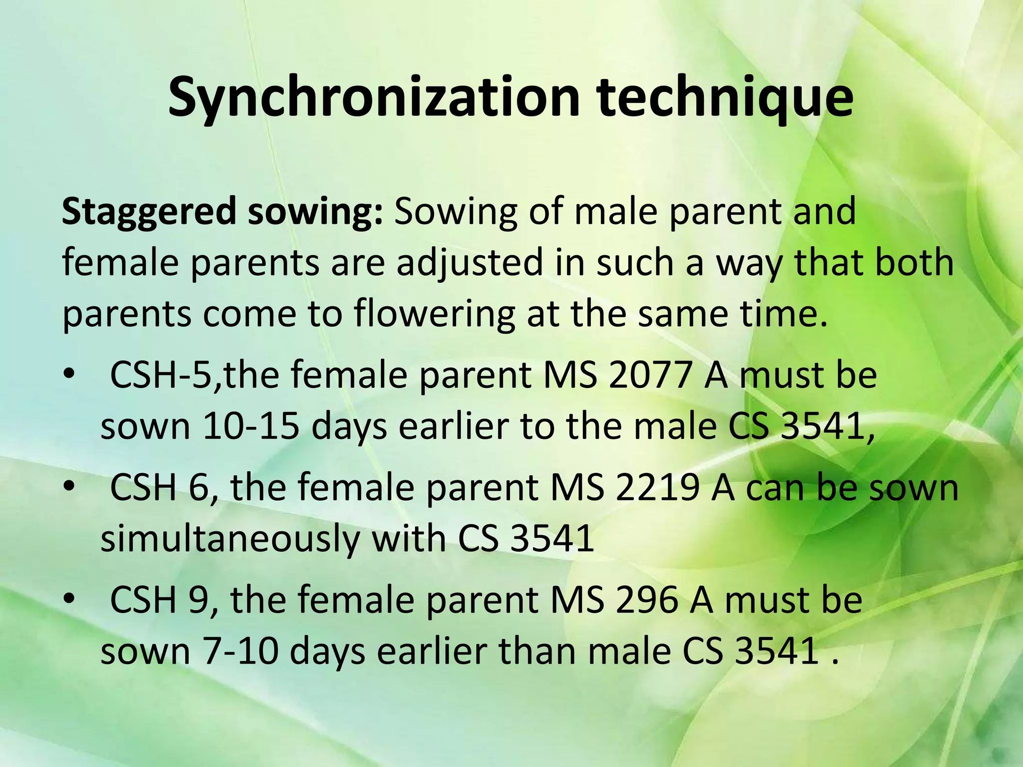 sorghum | PPTX