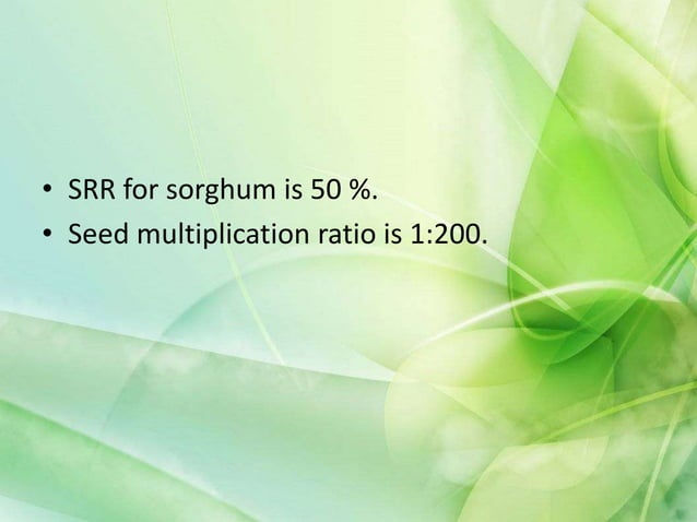 sorghum | PPTX