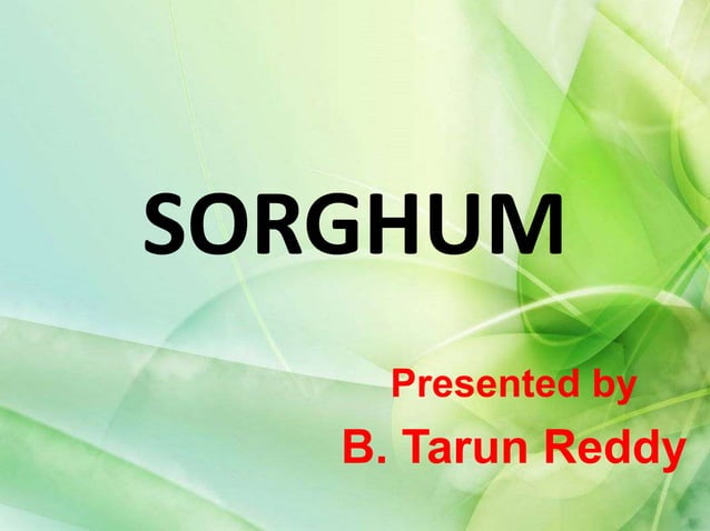 sorghum | PPTX