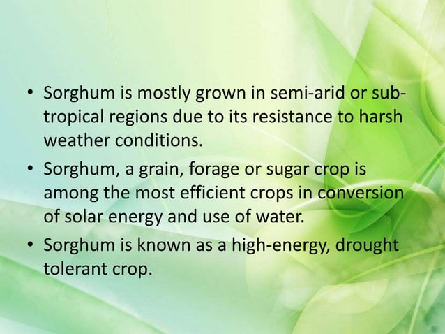 sorghum | PPTX