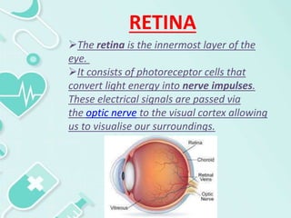retina and role in vision | PPTX