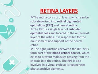 retina and role in vision | PPTX