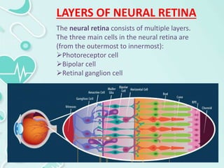 retina and role in vision | PPTX