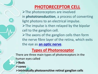 retina and role in vision | PPTX