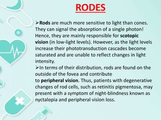retina and role in vision | PPTX