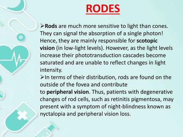 retina and role in vision | PPTX