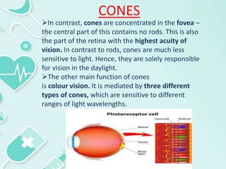 retina and role in vision | PPTX