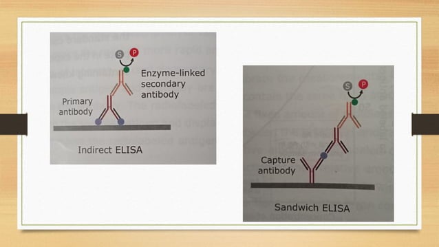 ELISA AND RIA PRESENTATION BIOTECHNOLOGY | PPTX