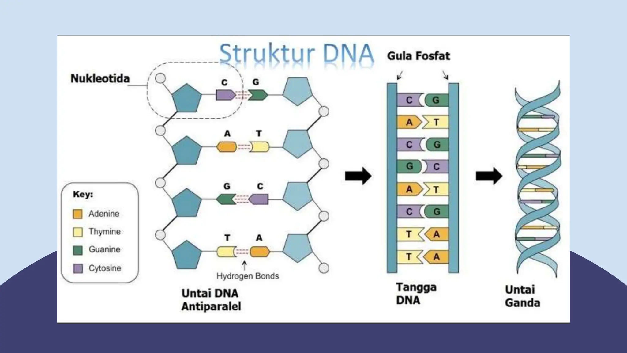 STRUKTUR DNA & RNA.pptx