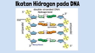 STRUKTUR DNA & RNA.pptx