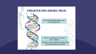STRUKTUR DNA & RNA.pptx