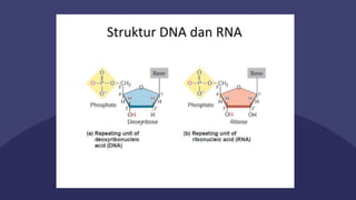 STRUKTUR DNA & RNA.pptx