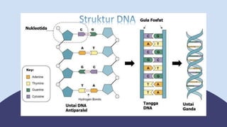 STRUKTUR DNA & RNA.pptx