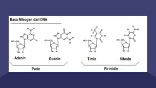 STRUKTUR DNA & RNA.pptx
