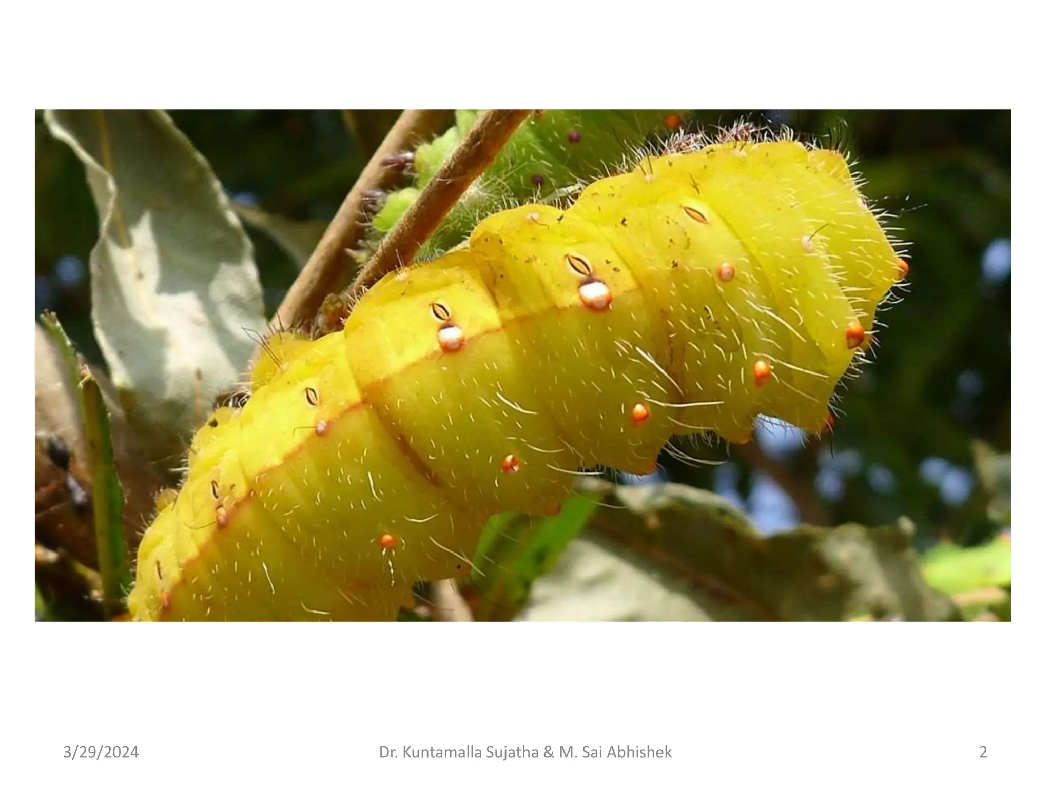 Tasar silkworm culture - development.pptx