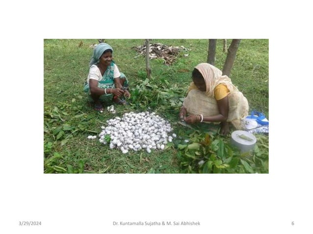 Tasar silkworm culture - development.pptx | Agriculture | Industries