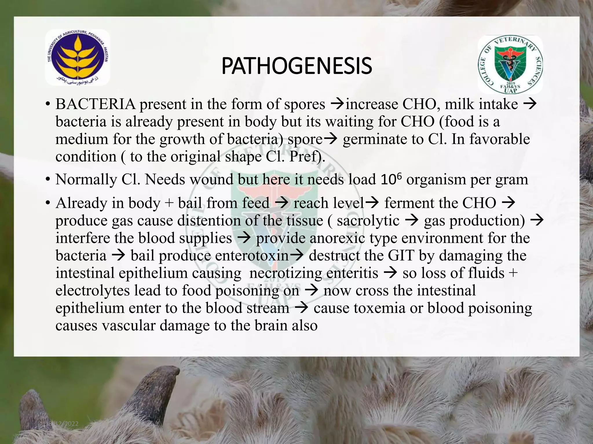 Enterotoxemia in sheep Goat | PPTX