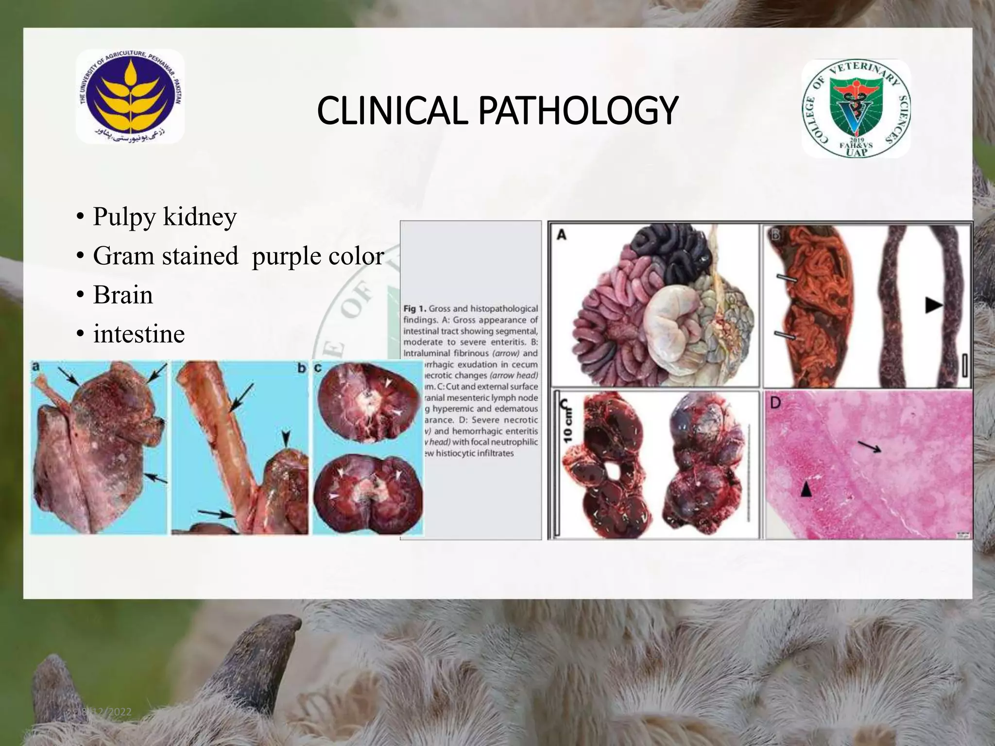 Enterotoxemia in sheep Goat | PPTX