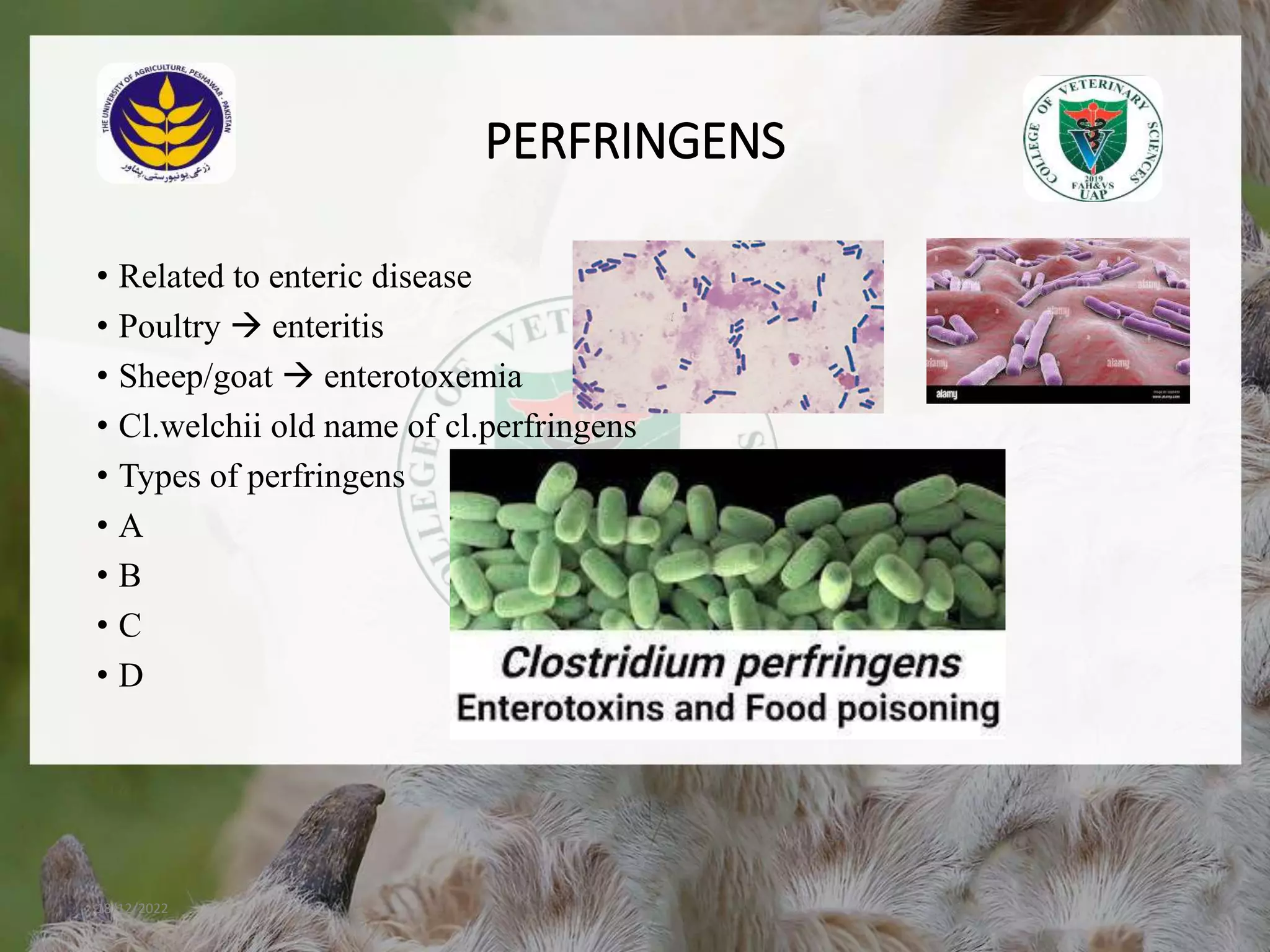 Enterotoxemia in sheep Goat | PPTX
