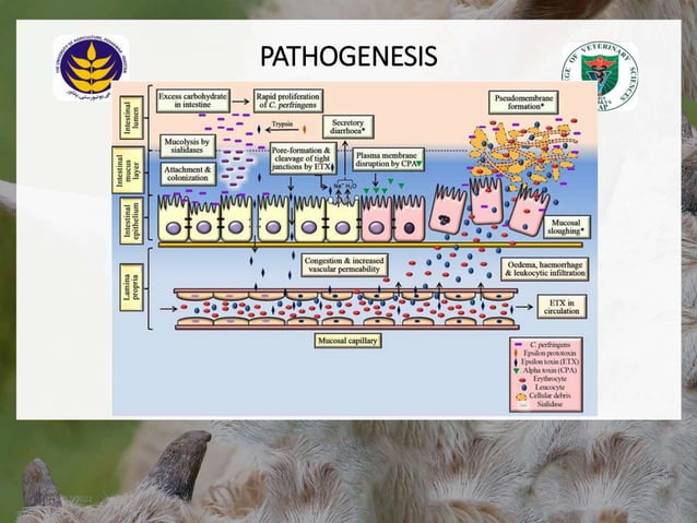 Enterotoxemia in sheep Goat | PPTX