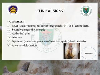 Enterotoxemia in sheep Goat | PPTX