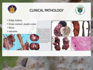 Enterotoxemia in sheep Goat | PPTX