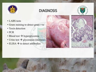Enterotoxemia in sheep Goat | PPTX