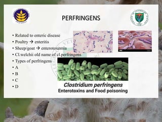 Enterotoxemia in sheep Goat | PPTX