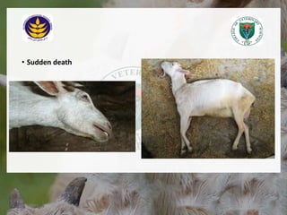 Enterotoxemia in sheep Goat | PPT