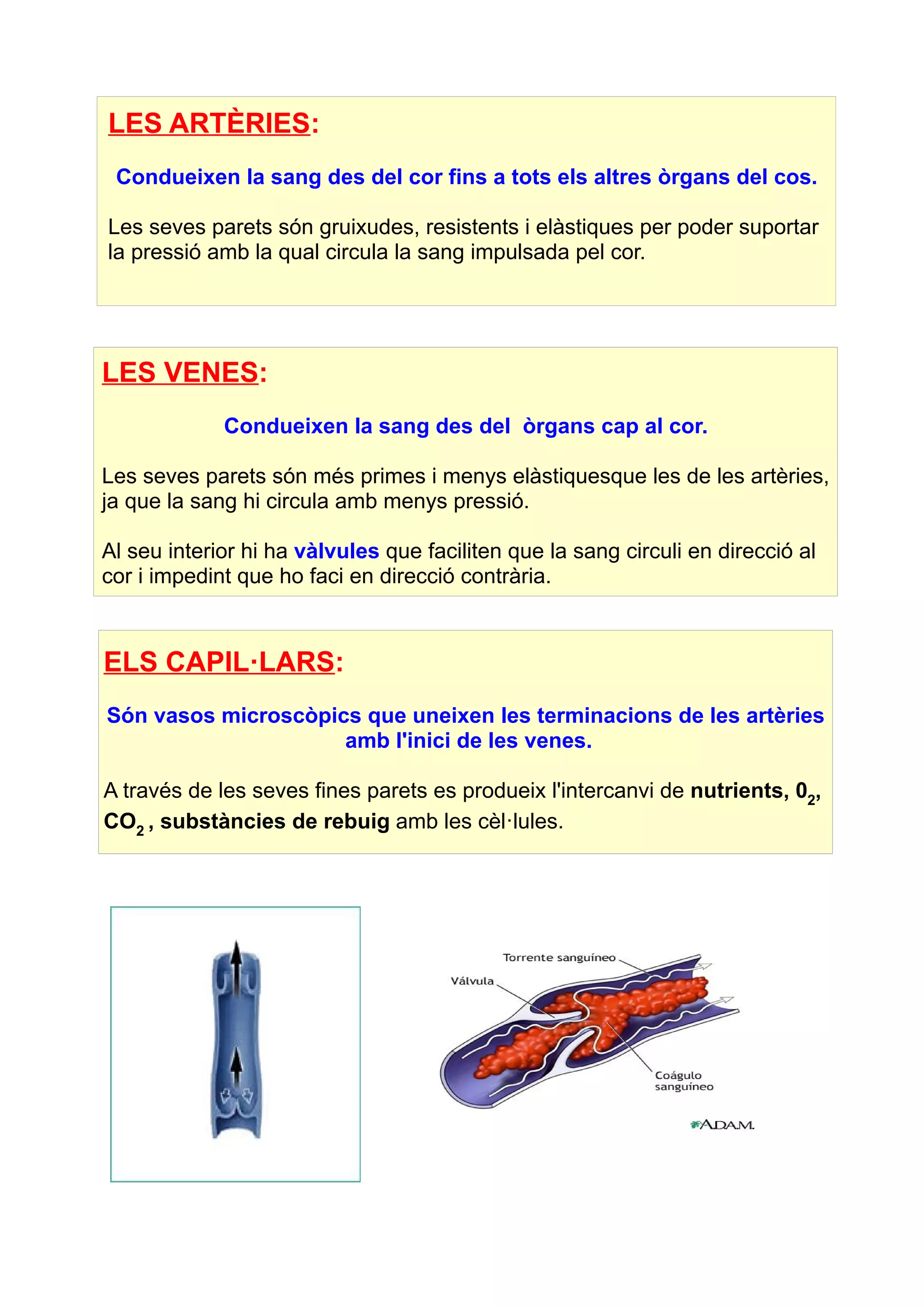 Tasca 2.sistema circulatori sanguini | PDF