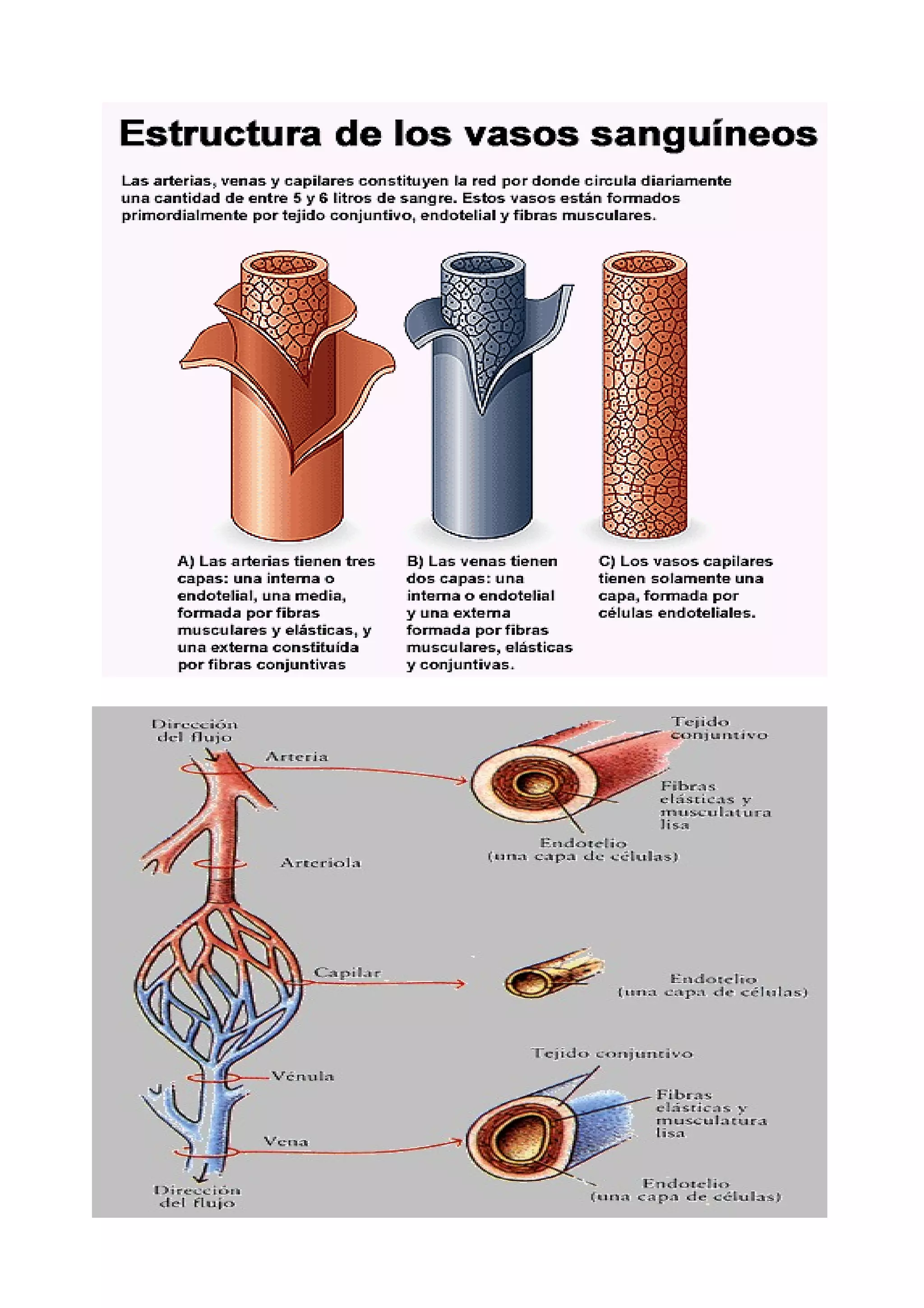 Tasca 2.sistema circulatori sanguini | PDF