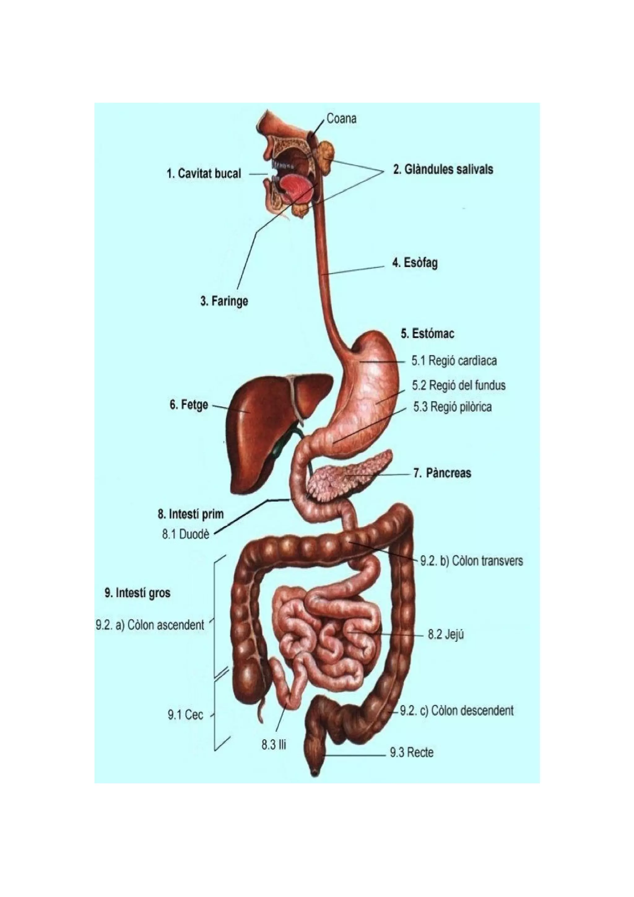 Tasca 2.l'aparell digestiu | PDF