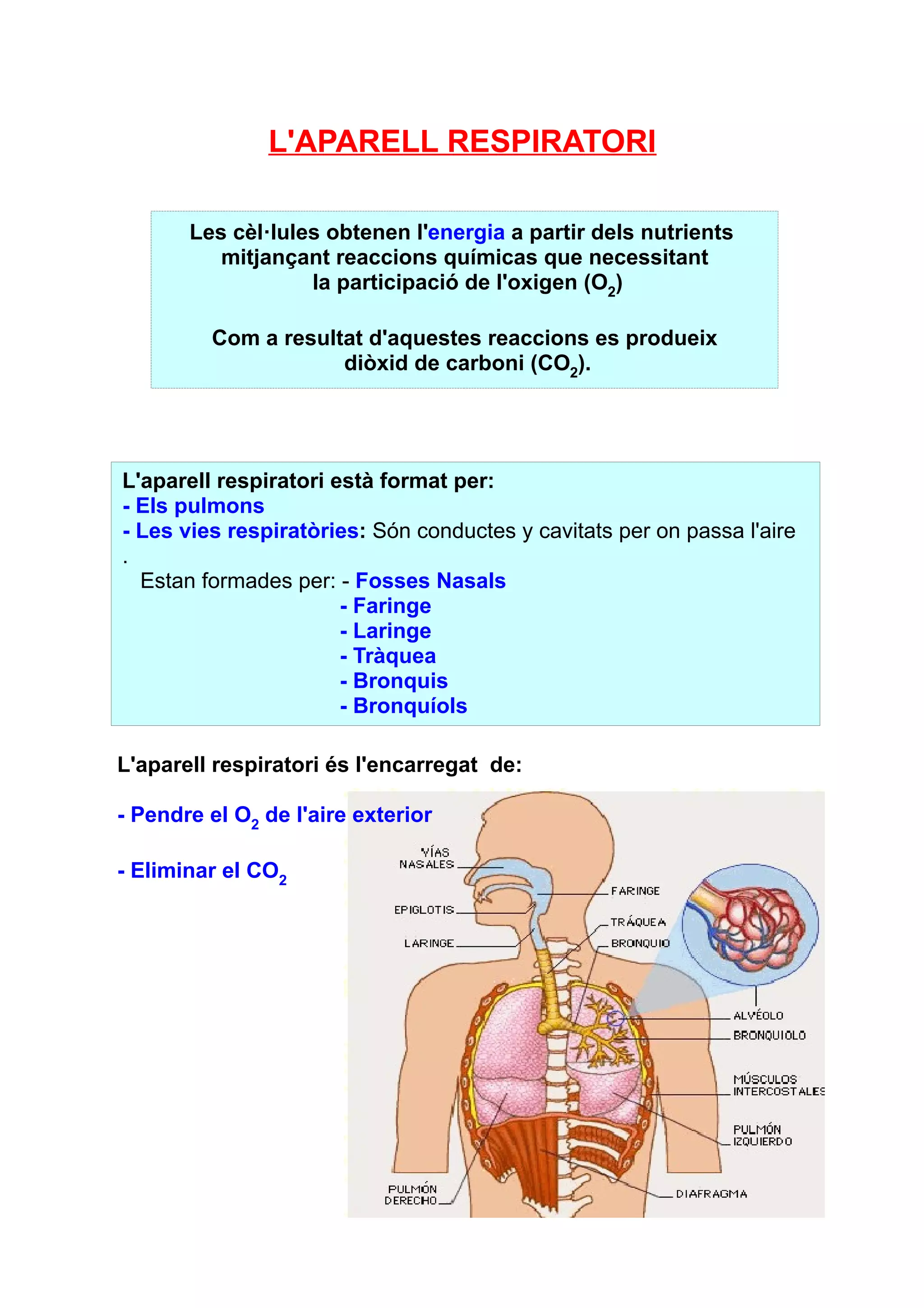Tasca 3.1.l'aparell respiratori | PDF