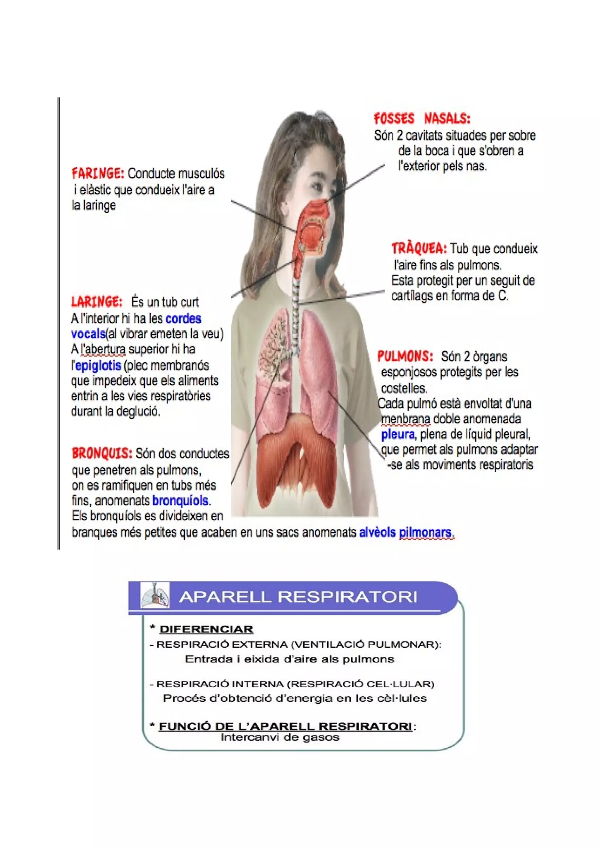 Tasca 3.1.l'aparell respiratori | PDF