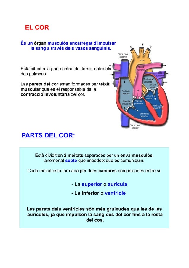 Tasca 4.el cor | PDF