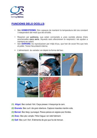 Tasca 4.els ocells | PDF