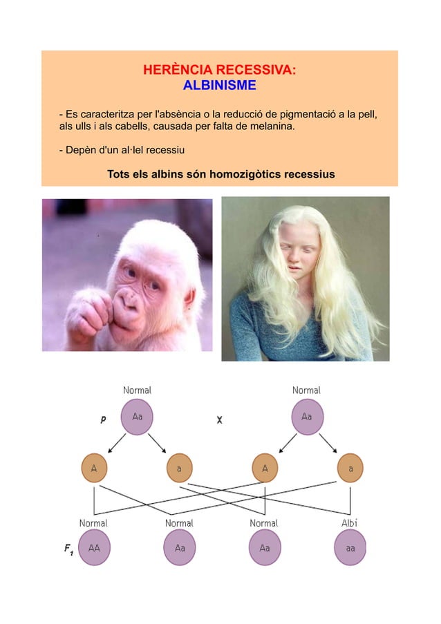 Tasca 6.l'herencia en l'espècie humana | PDF