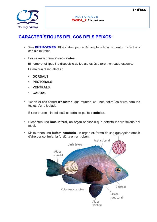 Tasca 7.els peixos | PDF