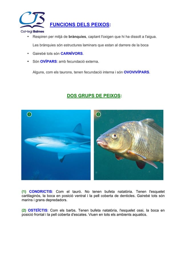 Tasca 7.els peixos | PDF