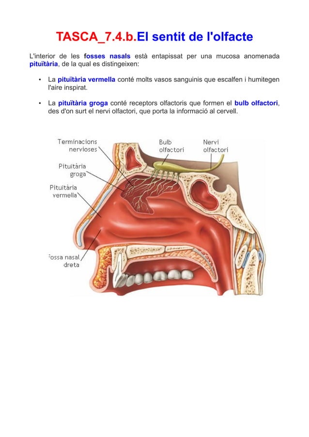 Tasca 7.4.b.el sentit de l'olfacte | PDF