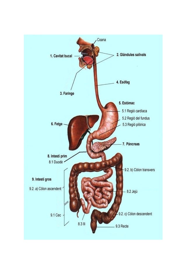 Tasca parts i funcions de l'aparell digestiu