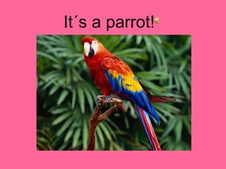 Task 1. what animal is it? | PPT
