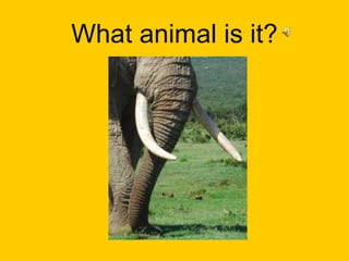 Task 1. what animal is it? | PPT